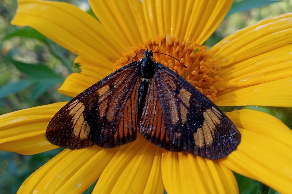 Actinotes from Bela Vista, Rio Claro - SP, Brasil on May 14, 2021 at 10 ...