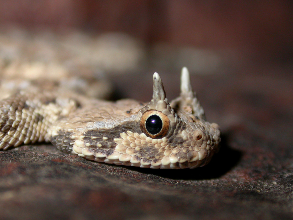 Horned Vipers (Cerastes) - Snakes and Lizards