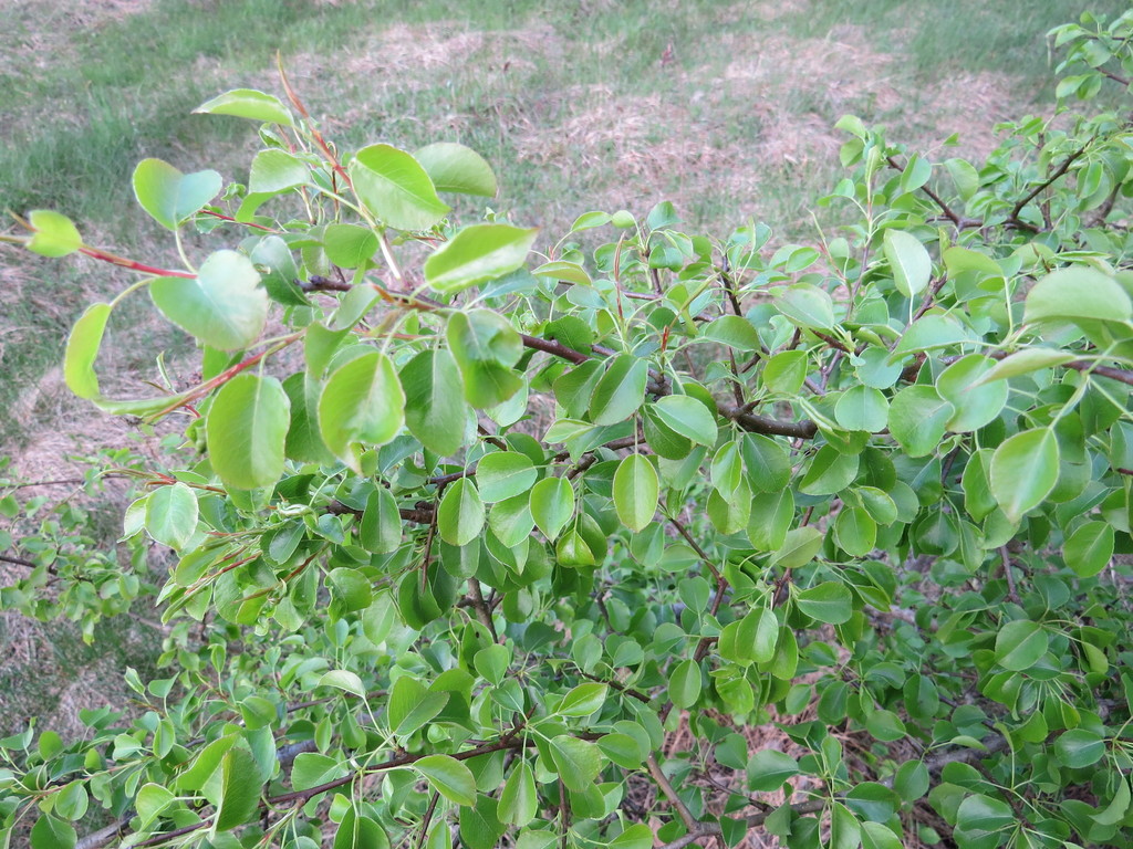 Wild Pear (Pyrus communis pyraster) - Botanical Realm
