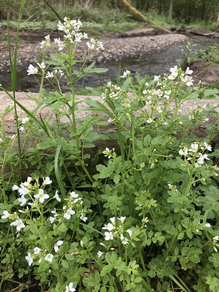 watercress from Prestwich Forest Park, Manchester, England, GB on May ...