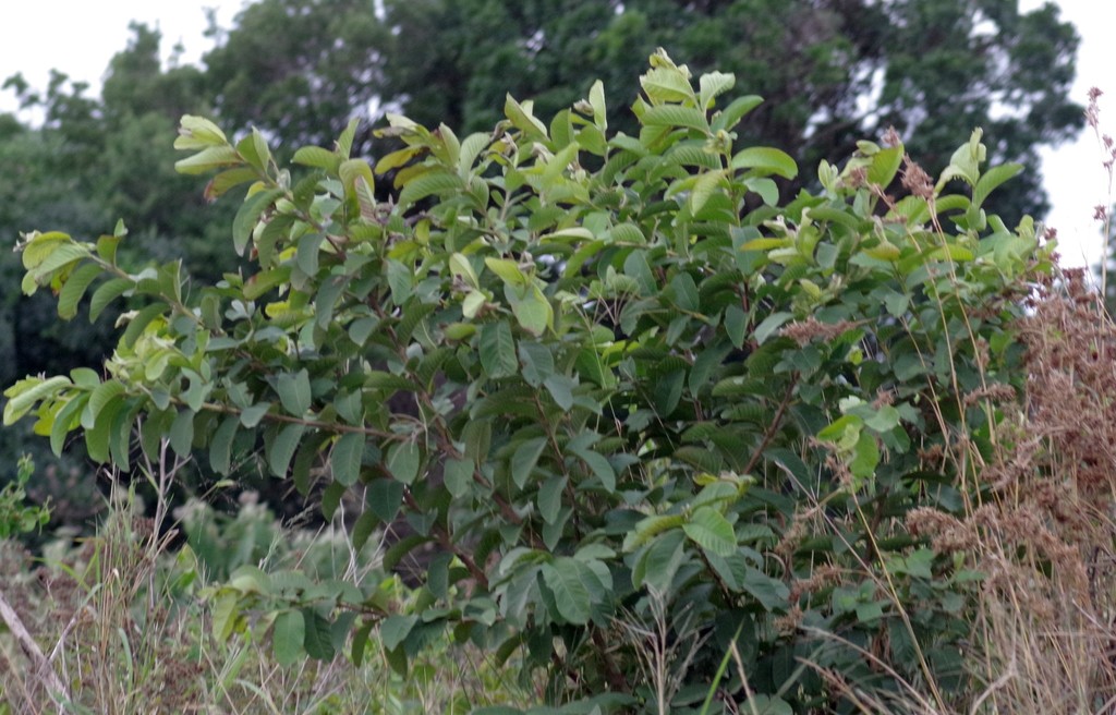 Common guava from Mkulu Kei Nature Reserve to Haga Haga along the R349 ...