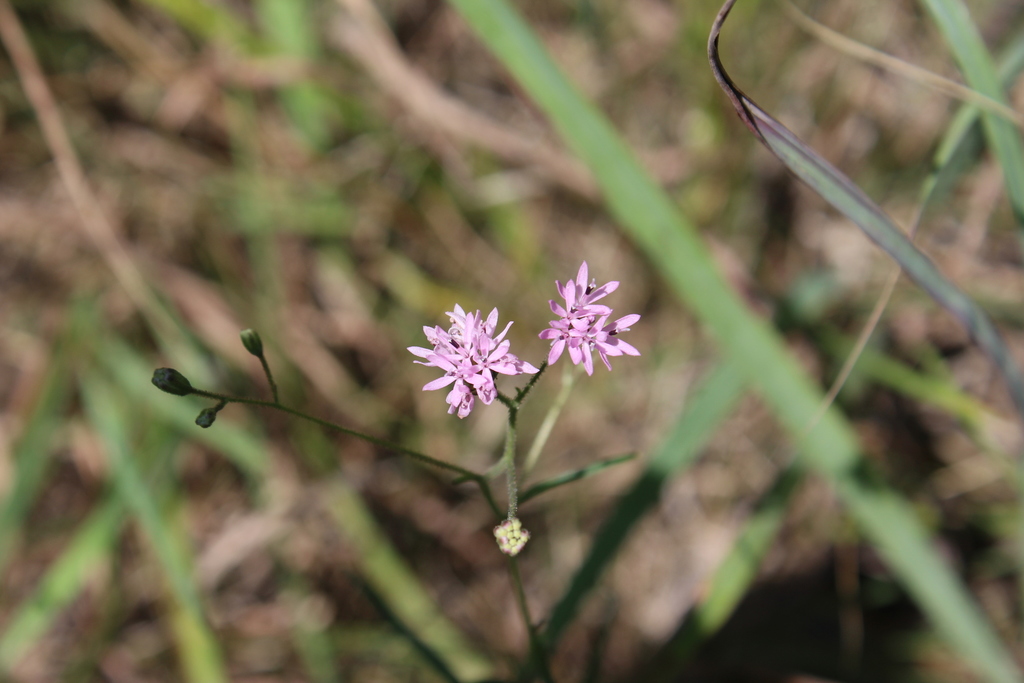 Small Palafox from Madison County, AR, USA on September 06, 2020 at 12: ...