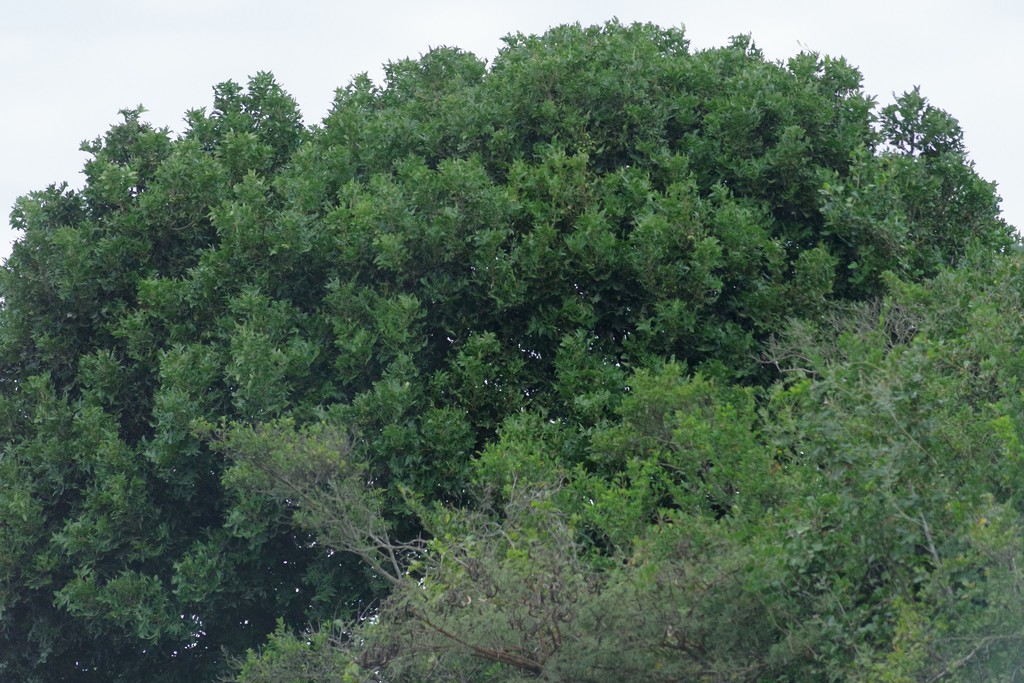 African plum from Mkulu Kei Nature Reserve to Haga Haga along the R349 ...