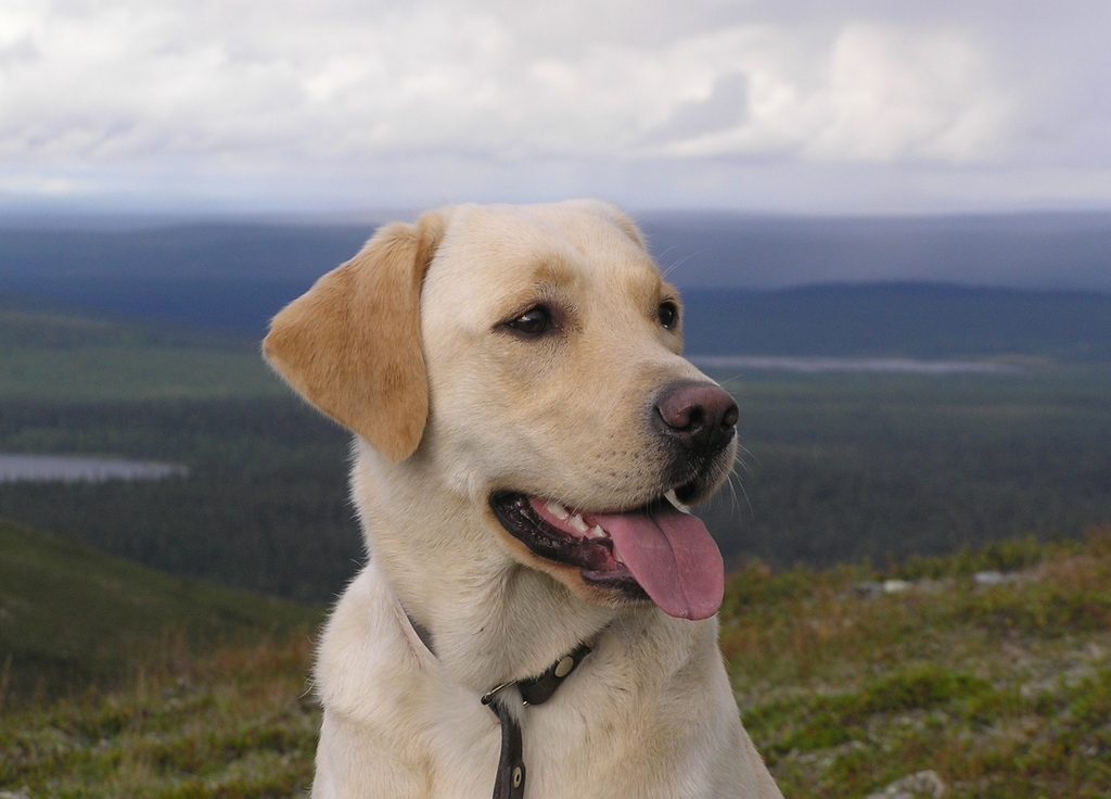 Western Domestic Dog (Canis familiaris familiaris) - Know Your Mammals