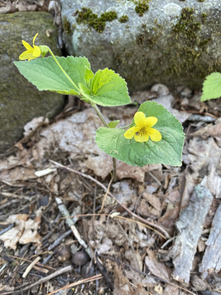 downy yellow violet from Ashford, CT, US on May 13, 2021 at 07:12 AM by ...