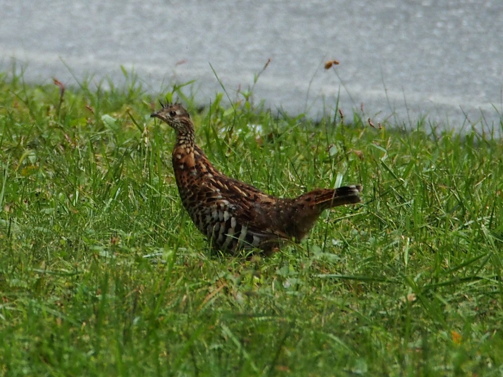 Ruffed Grouse from Davidson River, Brevard, NC, USA on September 21 ...
