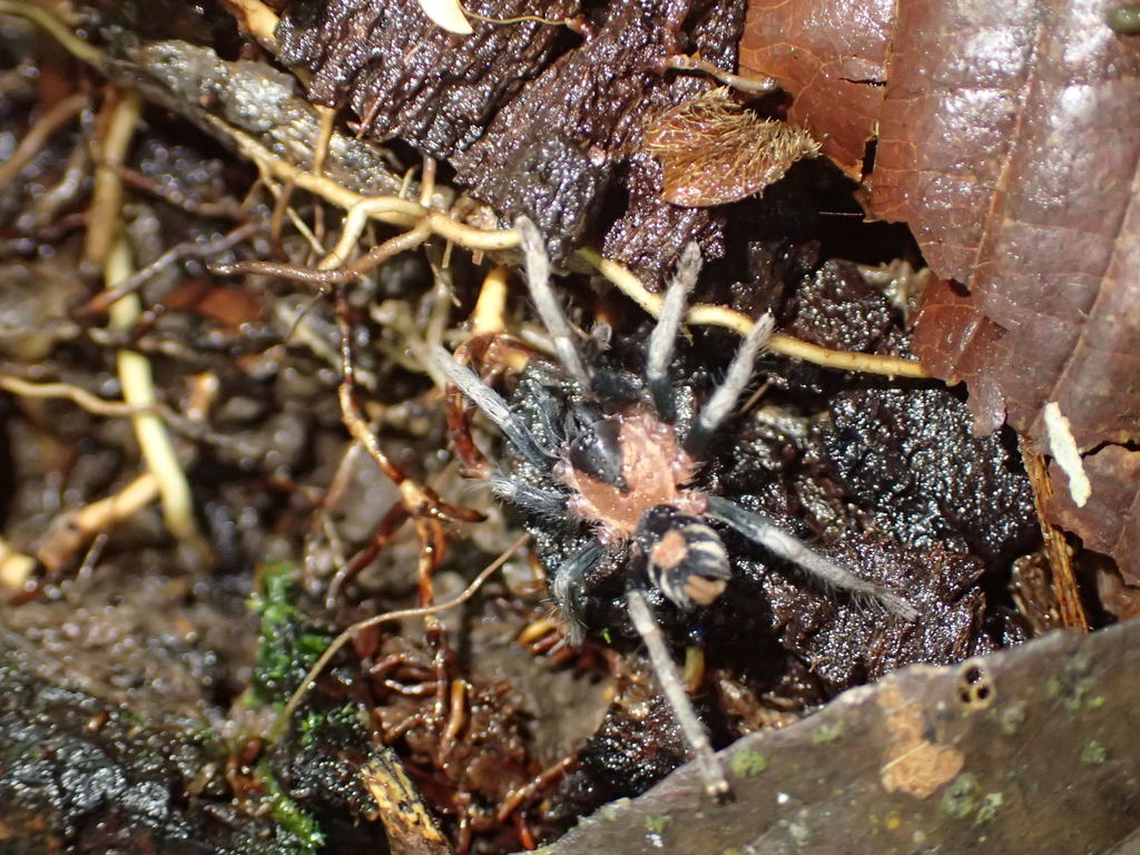 Cyriocosmus (Tarantula guide of the World) · iNaturalist