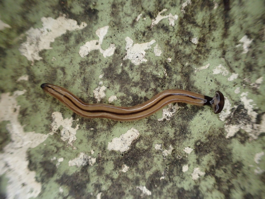 Wandering Hammerhead Worm from St Augustine, Trinidad and Tobago on ...