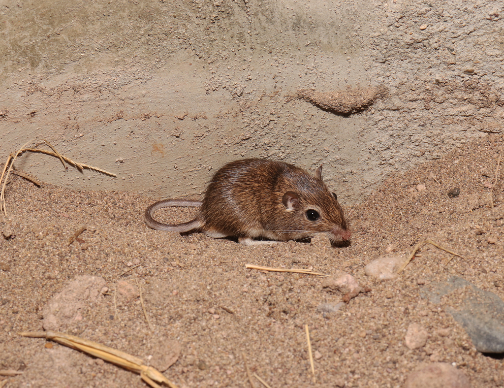 Narrow-skulled Pocket Mouse from Escuinapa, Sin., México on May 4, 2021 ...