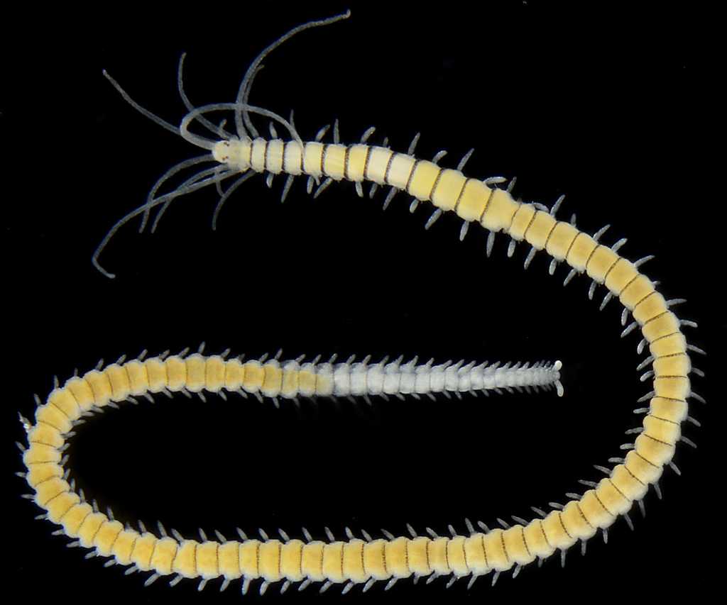 Proceraea hanssoni from San Juan Island, off dock on November 30, 2010 ...