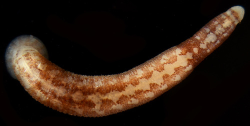 Subfamily Platybdellinae · iNaturalist