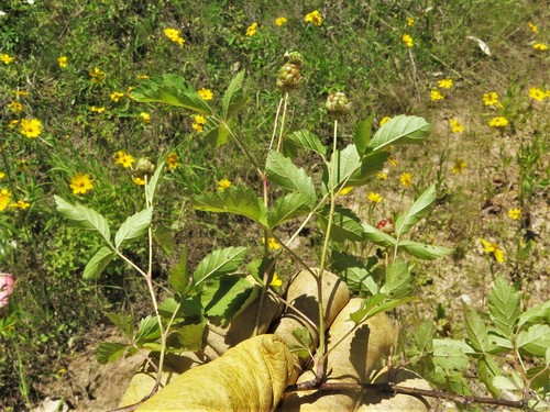 Rubus leviculus · iNaturalist