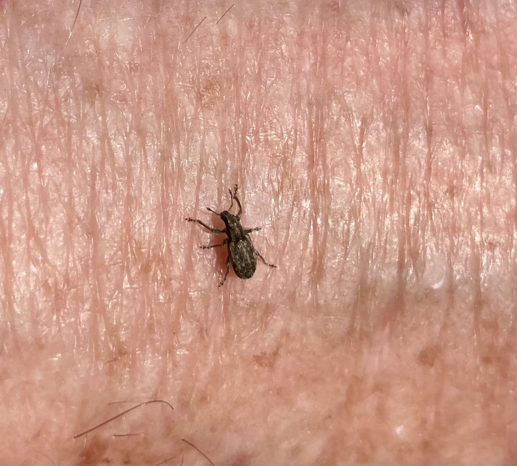 Sweetclover weevil from 12b, Calgary, AB, CA on May 13, 2021 at 04:59 ...