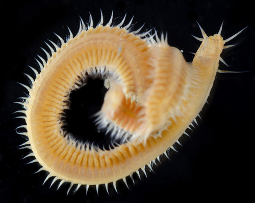 Subfamilia Pilarginae · iNaturalist Mexico