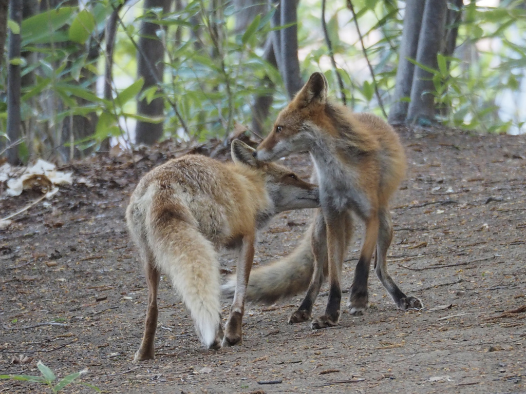 Ezo Red Fox (Vulpes vulpes schrencki) - Know Your Mammals