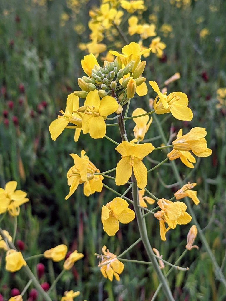 field mustard from Marion County, TN, USA on April 26, 2021 at 07:12 PM ...