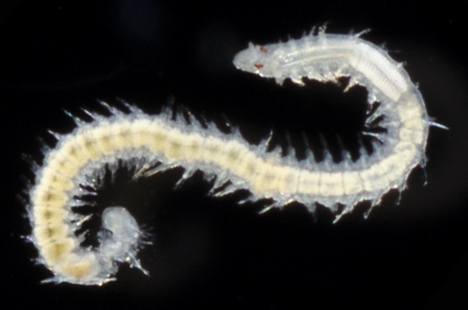 Exogone dwisula · iNaturalist