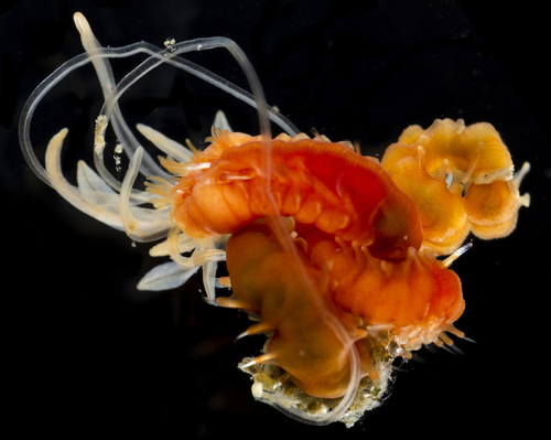 Poliqueto (Streblosoma crassibranchia)