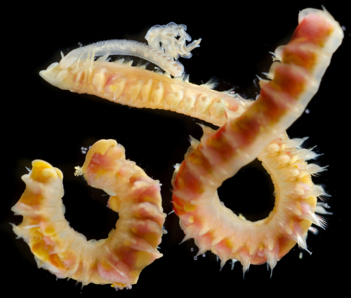 Poliqueto (Spiophanes berkeleyorum)