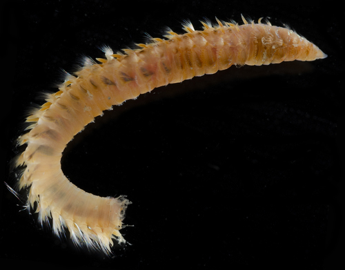 Phylo felix · iNaturalist