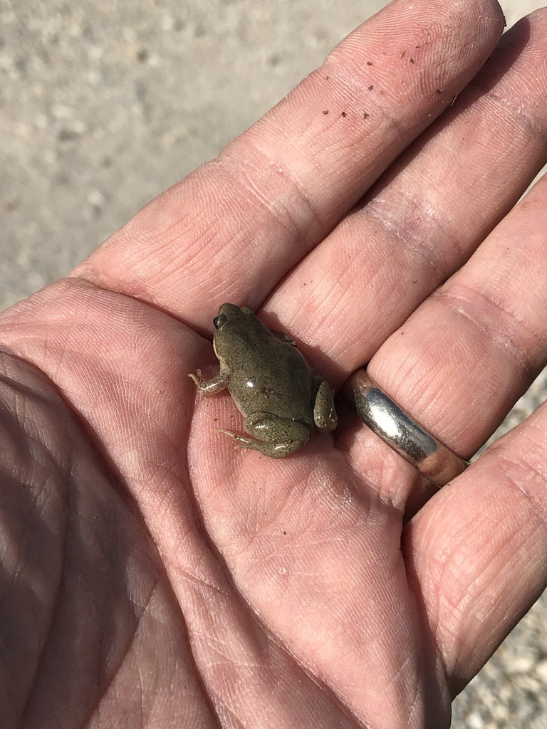 Western Narrow-mouthed Toad from County Road 134, Throckmorton, TX, US ...