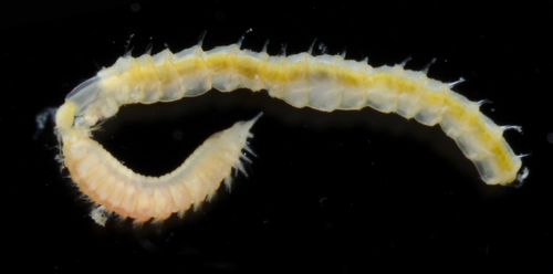 Spiophanes norrisi · iNaturalist