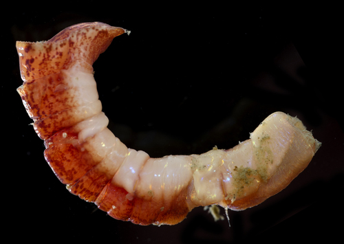 Genus Chirimia · iNaturalist