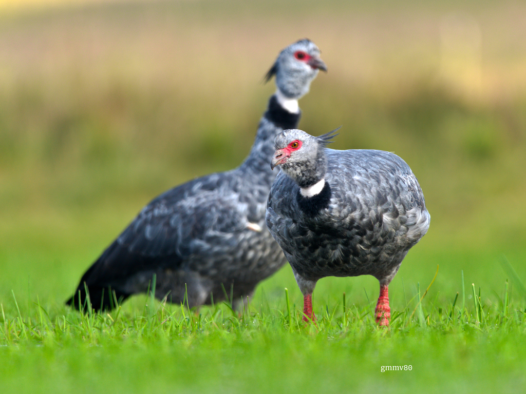 Chajá (Guía de Aves de la isla La Fuente) · NaturaLista Mexico