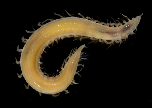 Armandia brevis · iNaturalist Mexico
