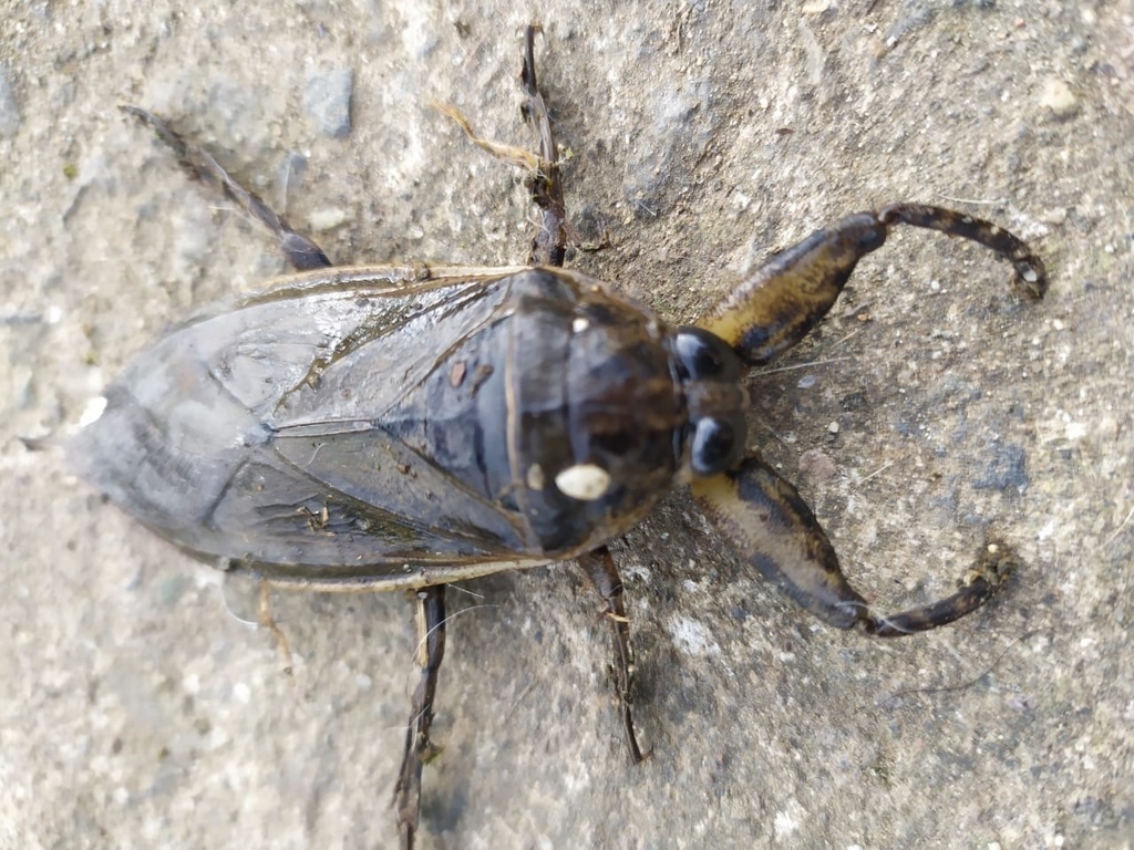 Lethocerus from Cuenca, Azuay, EC on May 13, 2021 at 06:35 PM by ...