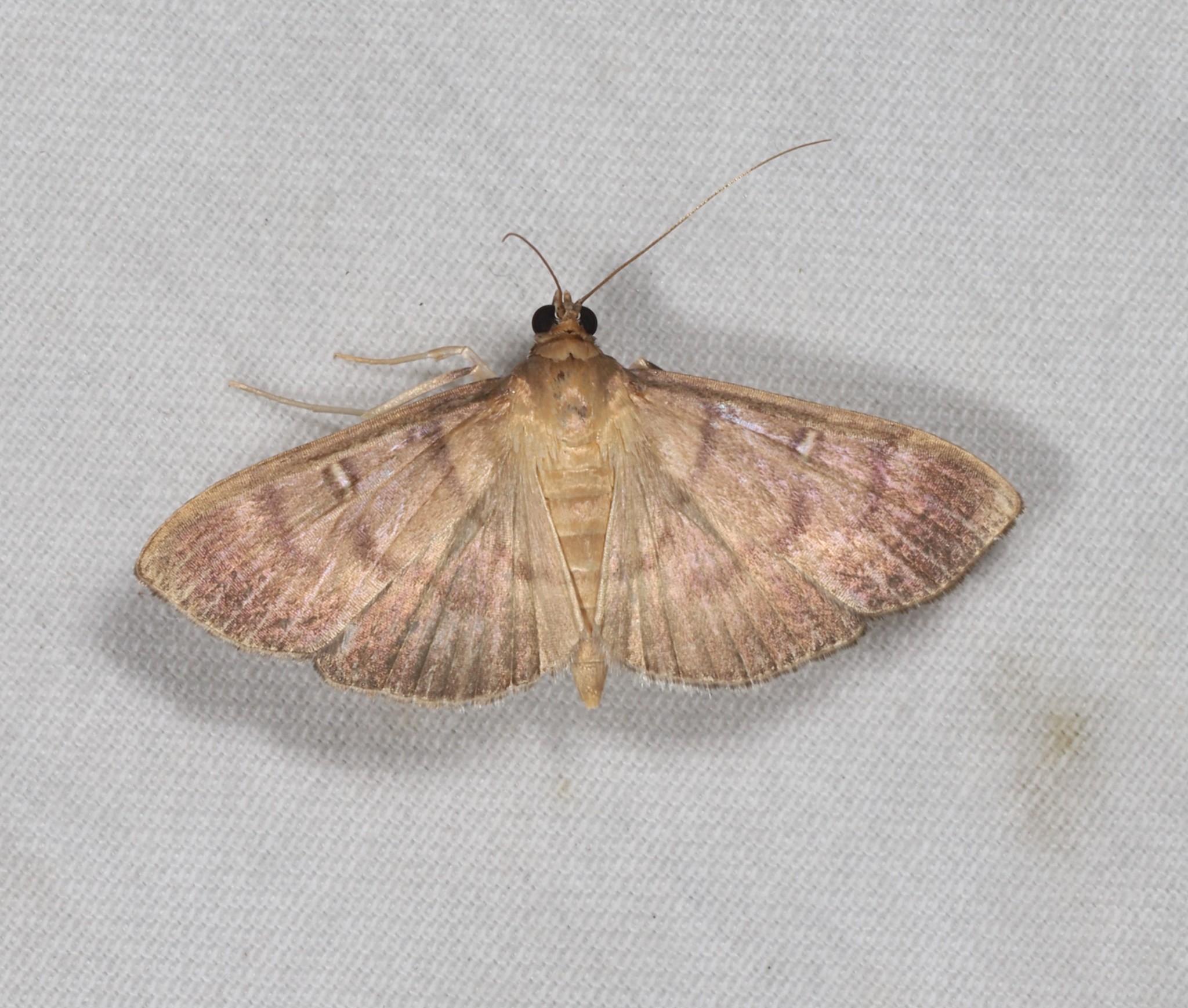 Pramadea Moore, 1888