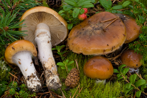 Blue-girdled webcap (Cortinarius collinitus)