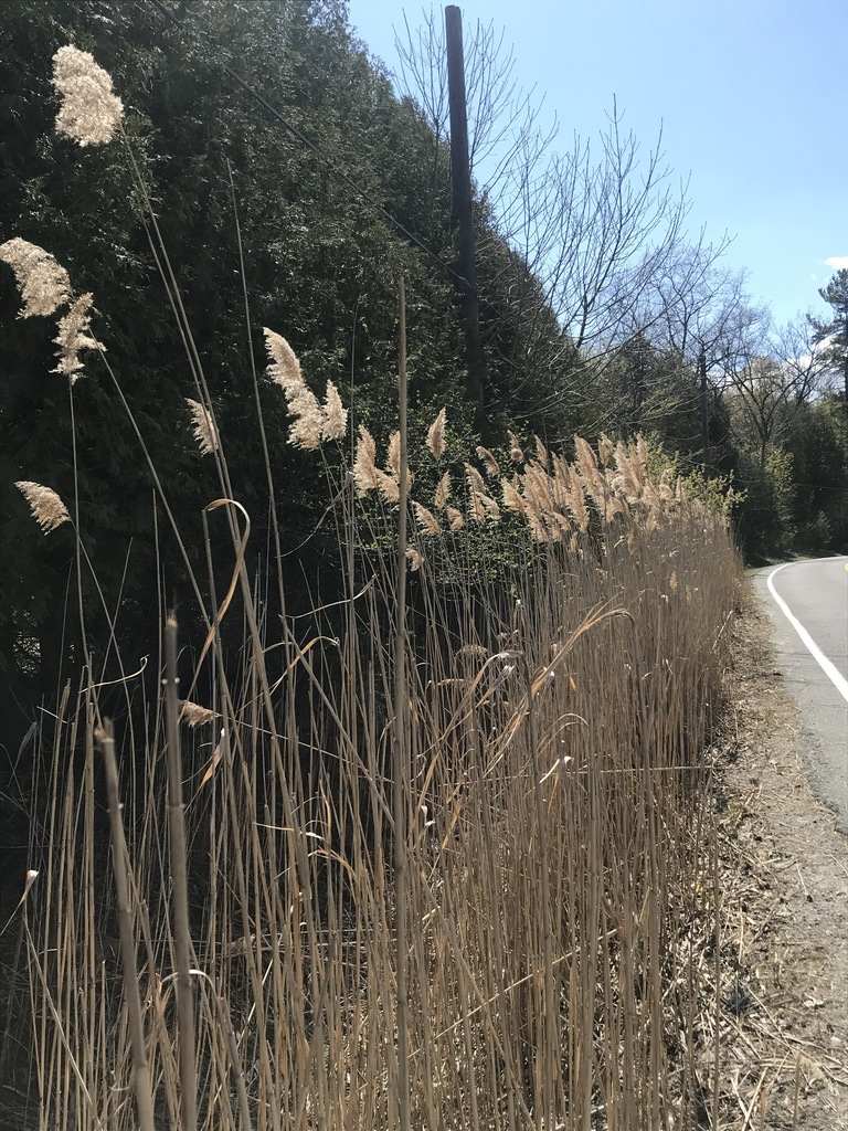 common reed from Rouge, Toronto, ON, Canada on May 13, 2021 at 03:44 PM ...