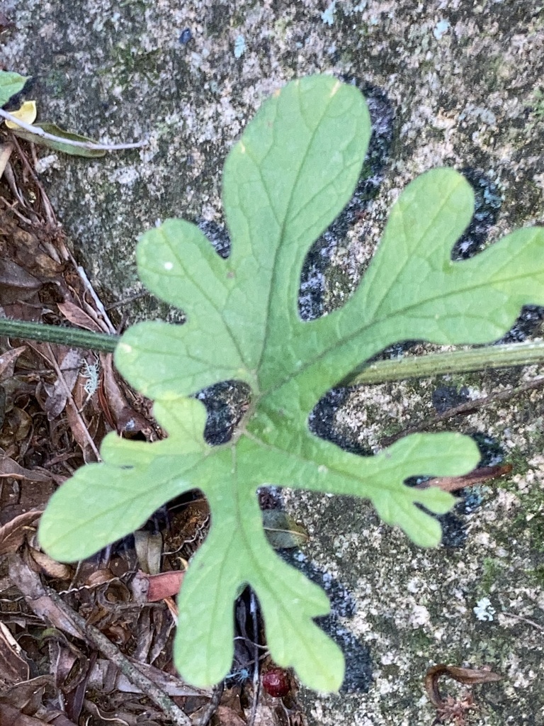 melonleaf (Cayaponia bonariensis) - Botanical Realm