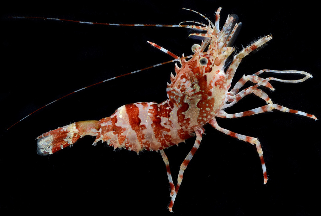 Spiny Lebbeid (Shrimp of the Gulf of St Lawrence / Crevettes du golfe ...