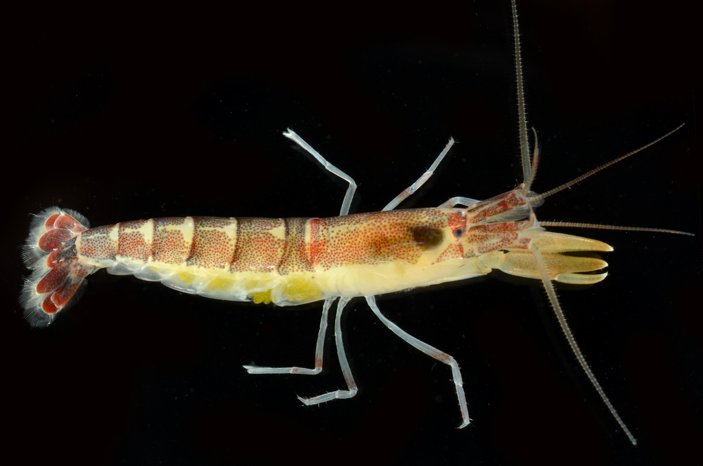 Northern Hooded Shrimp from San Juan Island, Argyle on June 30, 2011 by ...