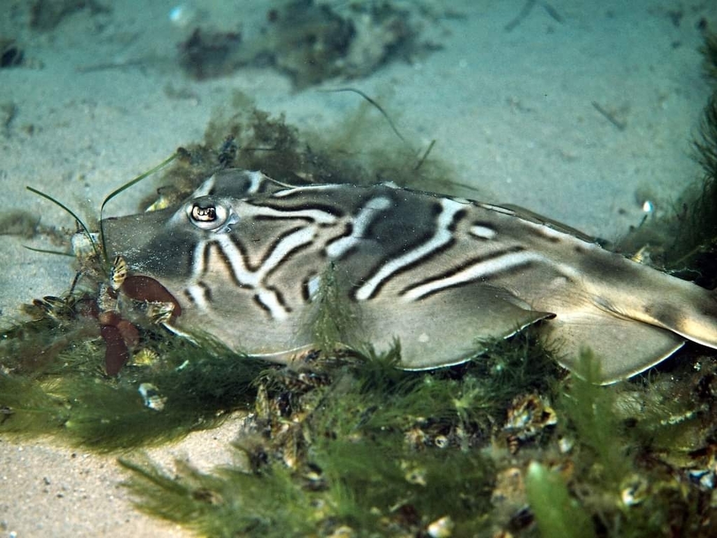 Southern Fiddler from Blairgowrie Yacht Squadron on March 06, 2021 by ...