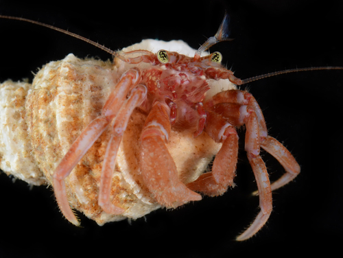 Whiteknee Hermit Crab (Pagurus dalli) · iNaturalist