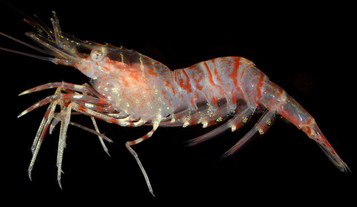 Shortscale Eualid (Eualus suckleyi) · iNaturalist United Kingdom