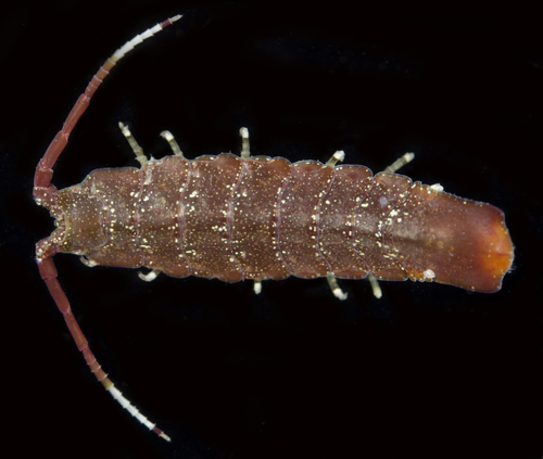 Blunt-tailed Isopod (Idotea urotoma)