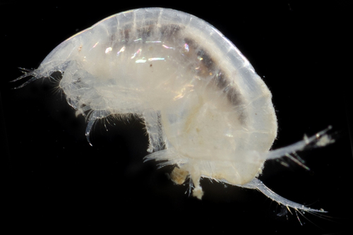Subfamily Harpiniinae · iNaturalist
