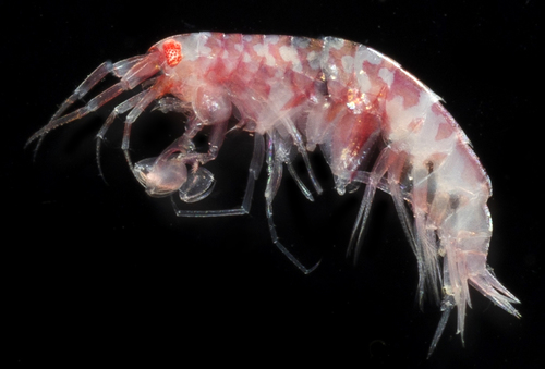 Eusirus columbianus · iNaturalist