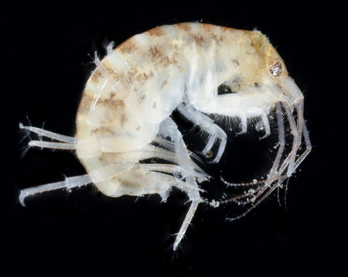 Gammaropsis ellisi · iNaturalist