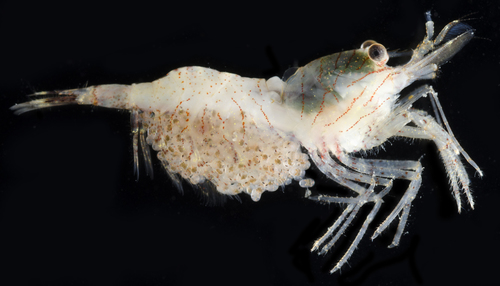 Euálido Pigmeo (Eualus subtilis) · NaturaLista Colombia