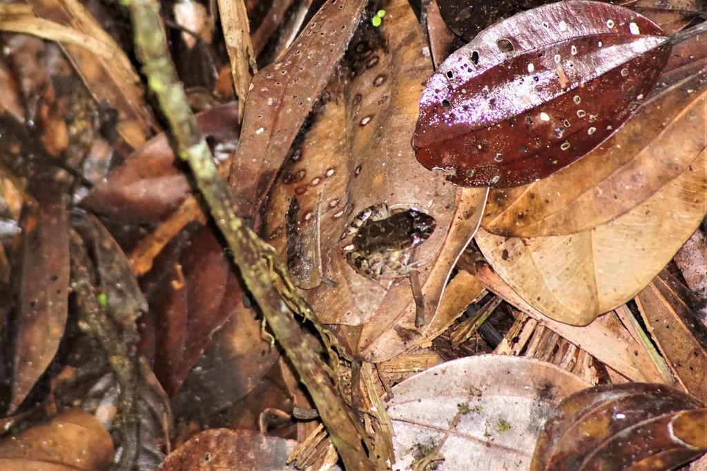 Dwarf Jungle Frog from Providencia, Quito, Ecuador on April 22, 2021 at ...