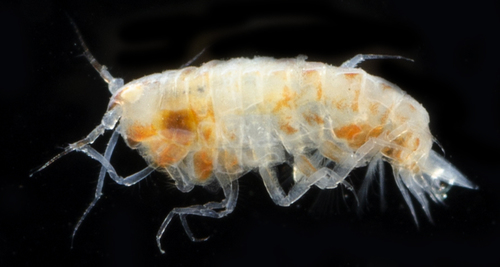 フクスケヨコエビ科 (Synopiidae)