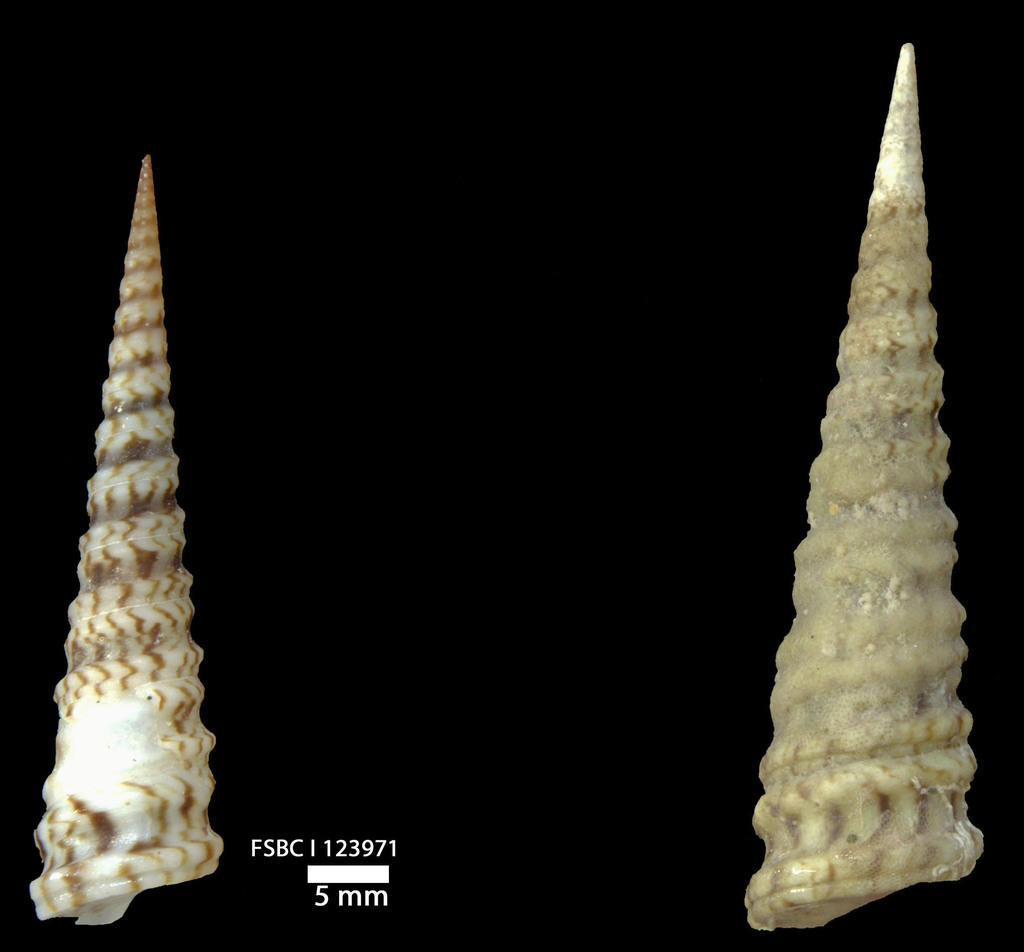 Turritella exoleta (Gastropods of the United States Pt.3) · iNaturalist