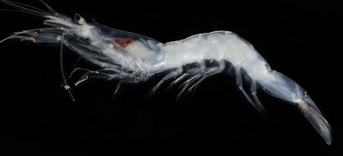 Pacific Glass Shrimp (Pasiphaea pacifica)