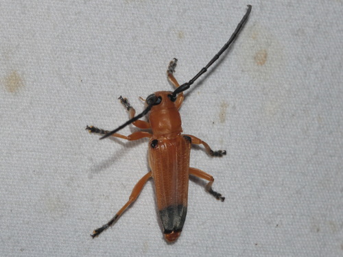 Stibara humeralis · iNaturalist