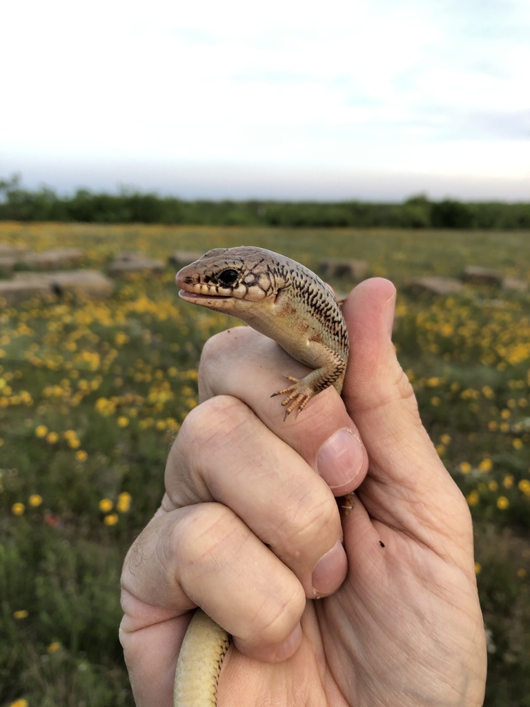 Great Plains Skink from Throckmorton County, US-TX, US on May 14, 2021 ...